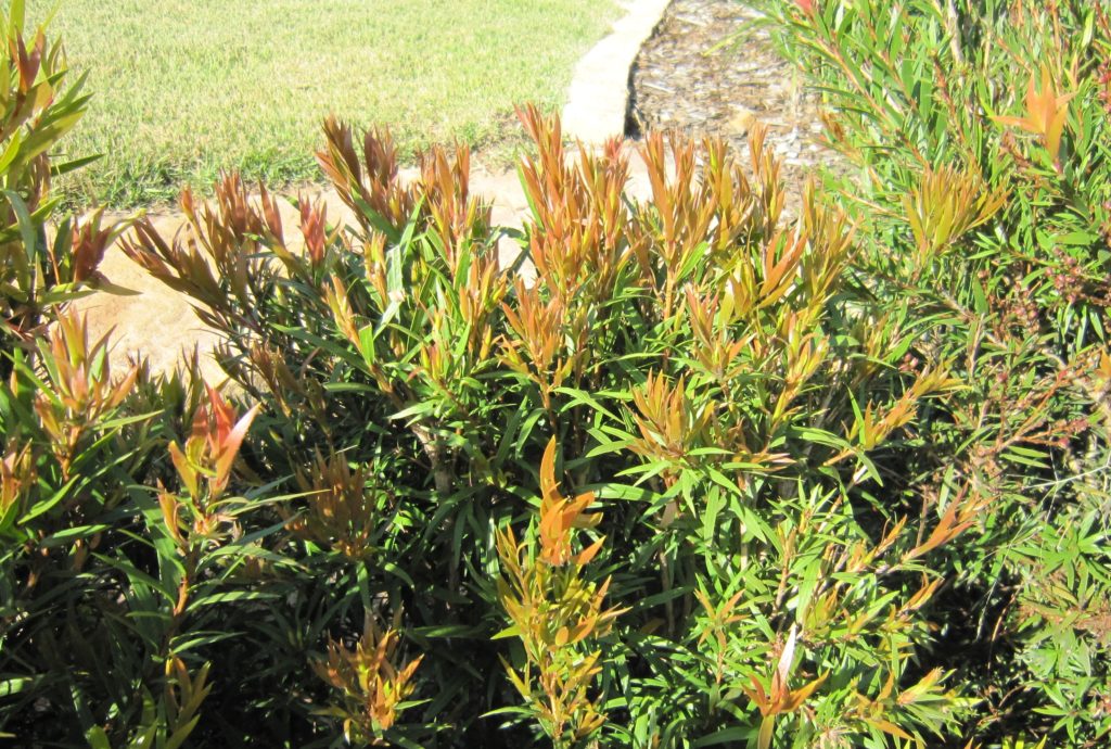 Callistemon Scarlet Flame™ - Dig Plant Company