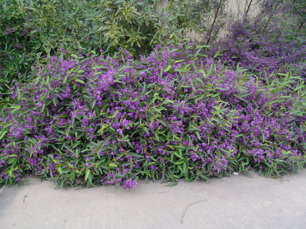 Hardenbergia Meema™ - Dig Plant Company