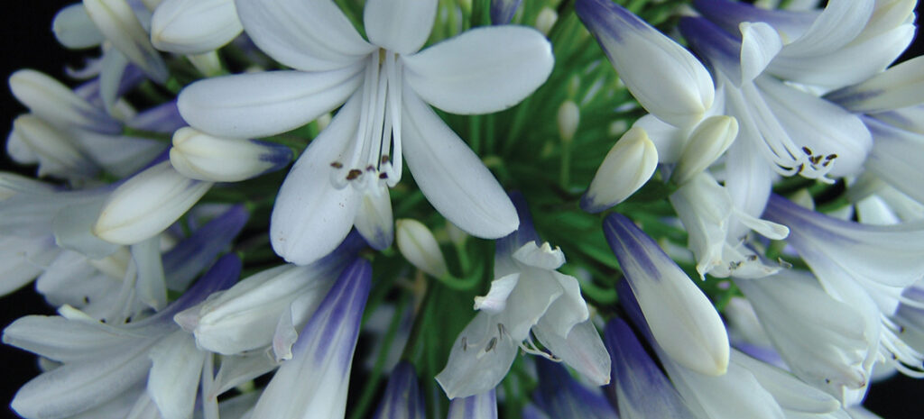 Home - Dig Plant Company