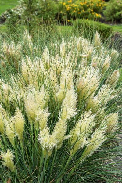 Cortaderia Tiny Pampa™ - Dig Plant Company